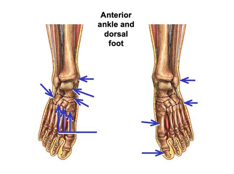 Adam Foot Diagram Quizlet