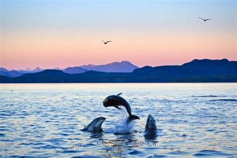 Three Pacific White Sided Dolphins Jumping At Sunset
