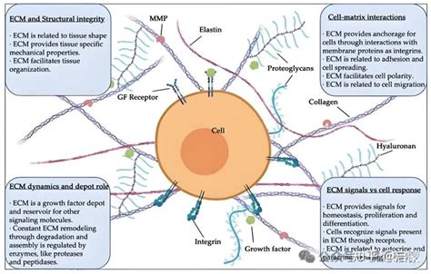 细胞外基质ecm：塑造肌肤弹性和活力的关键 知乎