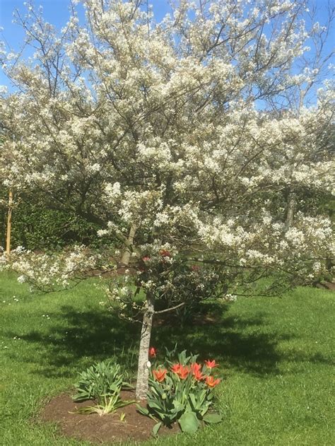 Buy Tree Shrub Compost UK Garden Supplies