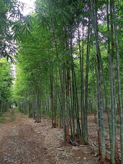 កសិកម្មស្រុកភ្នំព្រឹក Added A New កសិកម្មស្រុកភ្នំព្រឹក