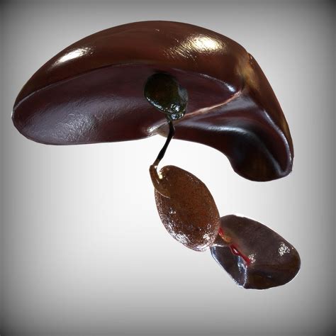 3D Human Hepatic - TurboSquid 1527115