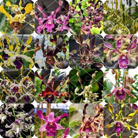 Jual Pra Seedling Anggrek Dendrobium Bibit Anggrek Dendrobium Shopee Indonesia