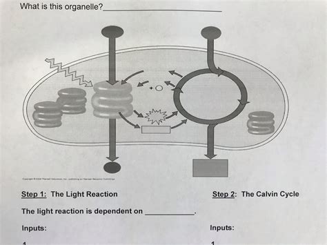 Biology Photosynthesis Diagram Quizlet