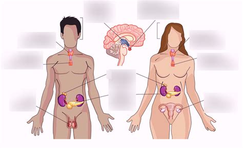 Sex 1 Endocrine System Diagram Quizlet
