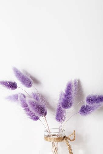 토끼 꼬리 잔디 말린 꽃 꽃 다발 흰색 배경에 미니멀한 구성 로맨틱 자연 배경 공간을 복사합니다 0명에 대한 스톡 사진 및 기타