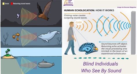 Echolocation Sanskriti Ias