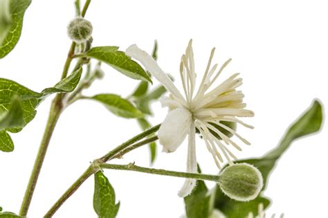 꽃과 클레 마티스 라트 클레 마티스 Vitalba L 흰색 배경에 고립의 Leafs 가을에 대한 스톡 사진 및 기타 이미지 가을 글로스터셔 꽃 나무 Istock
