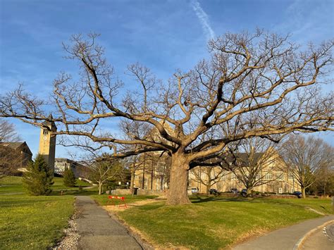 Quercus Alba Fagaceae