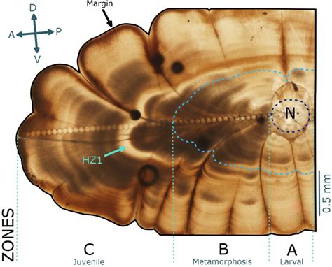 Table 1 From Can Otolith Microstructure And Elemental Fingerprints Elucidate The Early Life