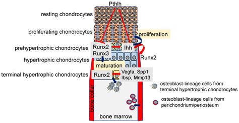 Whole Aspect Of Runx2 Functions In Skeletal Development Pmc