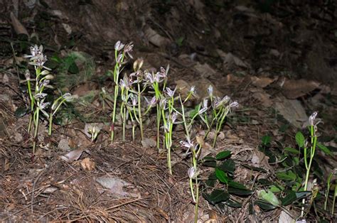 이름순 계절별 꽃색으로 찾기 대흥란