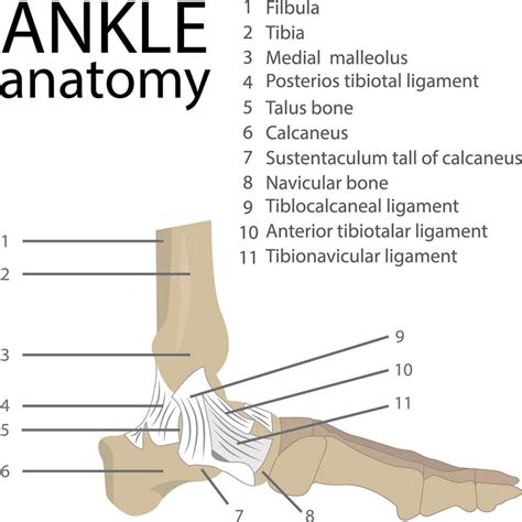 Ankle Foot Anatomy