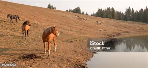 레드 베이 신랑 프라 산 야생 말 범위 몬태나 미국에 흠뻑 빠지거나에서 야생 말의 무리와 함께 물 건너 보고 0명에 대한 스톡 사진 및 기타 이미지 Istock