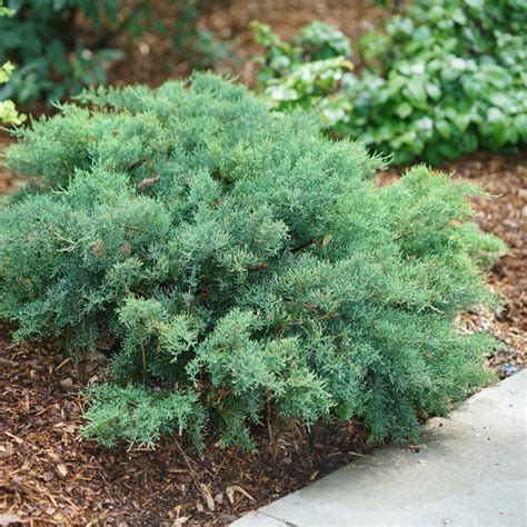 Compact Pfitzer Juniper Plant Addicts