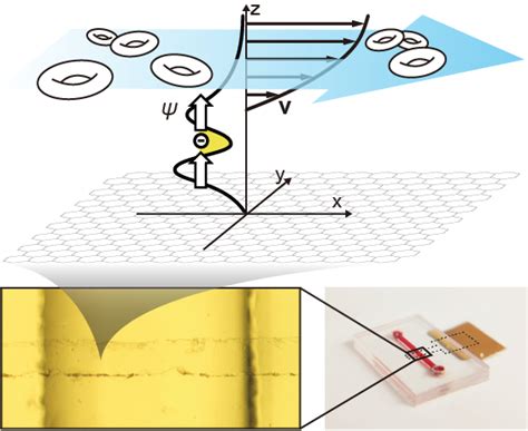 Ping Lab Nano Biointerface And Application