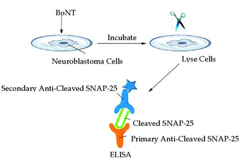 Schematic Of Cell Based Assay For Botulinum Neurotoxin Download Scientific Diagram