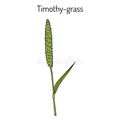 Timothy Grass Stock Illustrations 85 Timothy Grass Stock Illustrations Vectors And Clipart