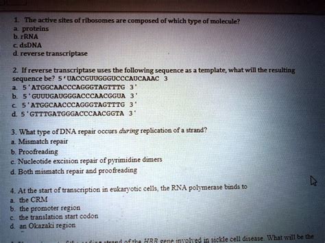 1 The Active Sites Of Ribosomes Are Composed Of Which Type Of Molecule