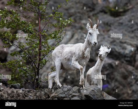 Dall Sheep On Rocky Slope Near Windy Corner Anchorage Alaska Stock