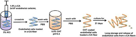 9 Schematic Representation Of The Experimental Set Up For The