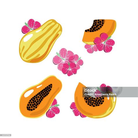 파파야 세트 스케치 스타일로 그려진 낙서 요소 전체 파파야 부품 조각 코어 및 히비스커스 꽃 과일 이미지 모음 흰색 배경에 격리된 벡터 일러스트레이션입니다 개체 그룹에 대한