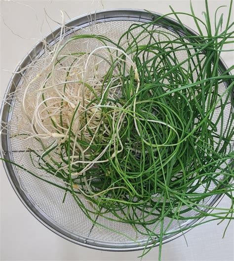 달래무침 달래요리 달래손질법 겨울 밑반찬 만드는법