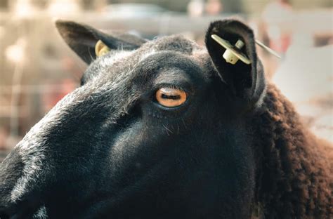 Why Do Sheep Have Rectangular Pupils
