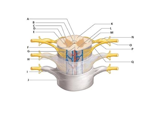 Spinal Nerve Root Diagram — Printable Worksheet