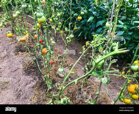 Earthen Beds Growing Fruit Crops Tomatoes Grow In The Garden Red