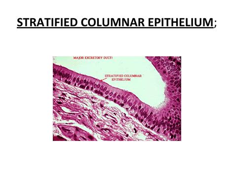 Epithilial Tissueshistologymbbs1st Year Pdf