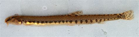 Cobitis Calderoni Pyrenees Biodiversity · Inaturalist