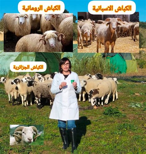 الكبش المستورد هكذا تتعامل مع لحمه بعد الذبح رؤيا24