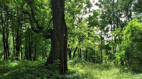 Different Types Of Elm Trees Their Identifying Features