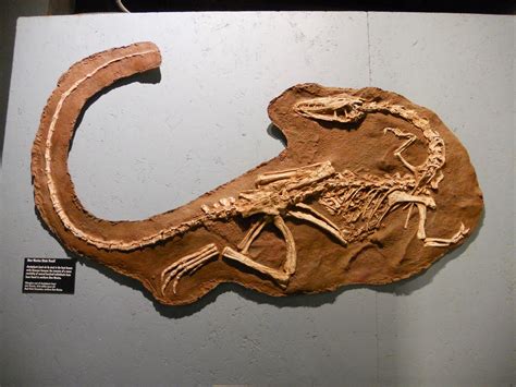 Coelophysis Fossil