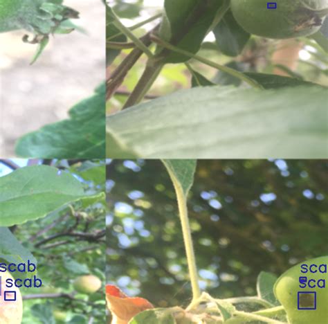 Apple Scab Detection Using Pytorch Faster Rcnn