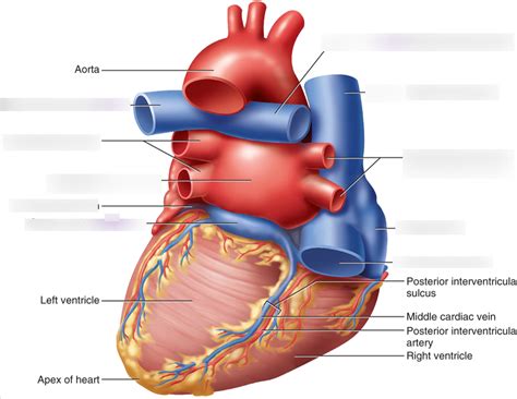Posterior Heart Diagram Labeled World Of Reference