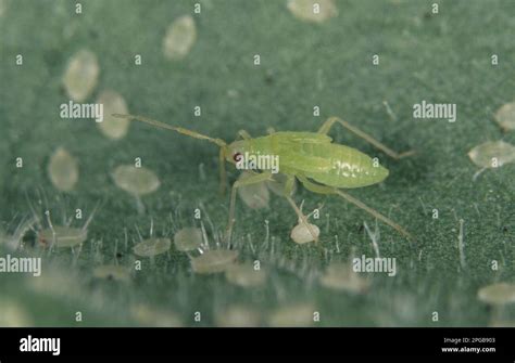 Predatory Mirid Bug Macrolophus Caliginosus Nymph Commercially Sold Biological Control Of