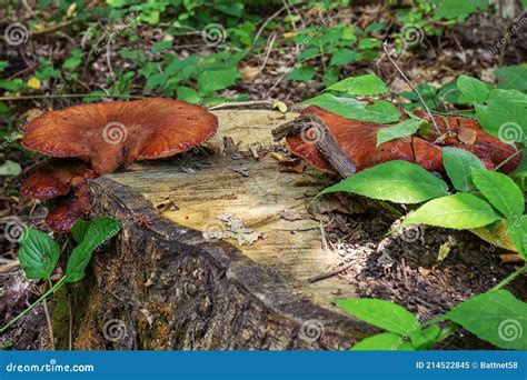 Forest Fungi Are Saprophytes That Live On The Trunks And Stumps Of Dead Trees Participating In