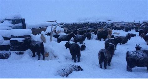 Долоон аймгийн 13 сум зудын байдалтай байна