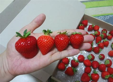 예찬농장소개 여름딸기 예찬농장