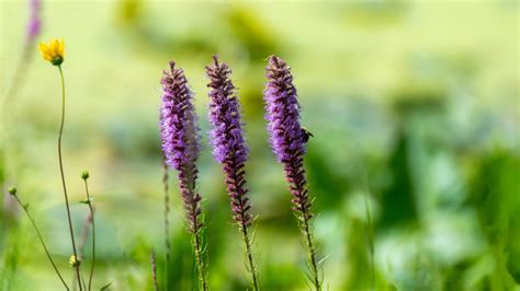 15 Hardy Perennial Bulbs You Can Plant Now