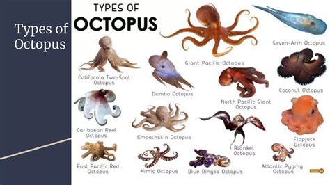 Octopuspdf Zoos And Aquariums Attractions