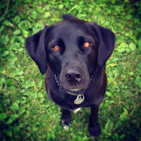 Lab X Border Collie Labrador Retriever Collie Border Collie