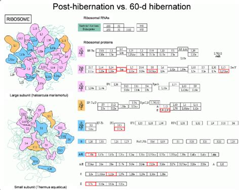 Pathway Analysis Using The Kegg Pathway Database Differentially Download Scientific Diagram