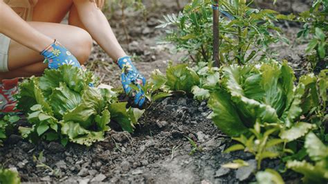 Як захистити город від гризунів — три поради для дачників Читайте на Ukr Net