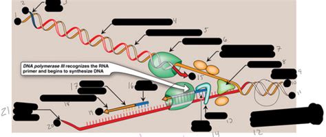 Lecture DNA Replication Flashcards Quizlet