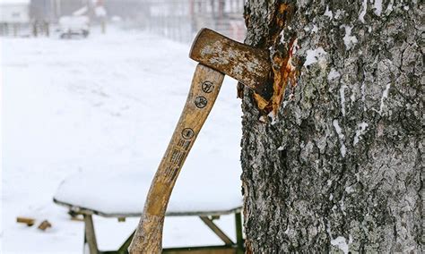 Branching Out Essential Tools For Success In Arboriculture