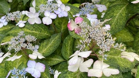 28 Types Of Hydrangeas That Will Thrive In Your Full Sun Garden