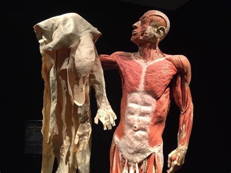 Calgary 1st City In Canada And Us To Exhibit Body Worlds Coupling